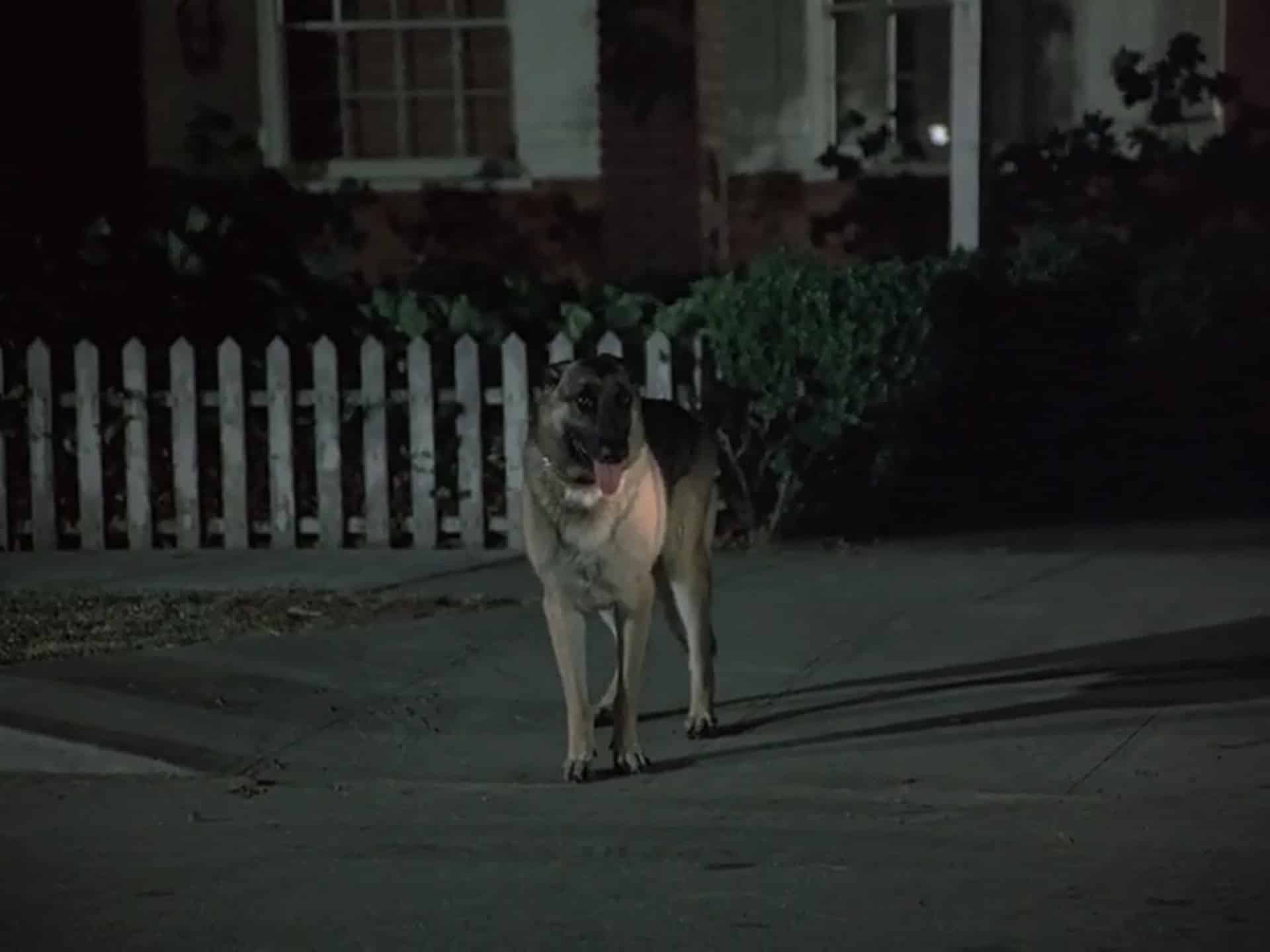 Devil Dog: The Hound of Hell (1978) | Bozza Vampir iz Zemuna